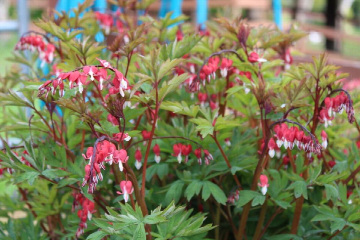 Valentine® Bleeding Heart | Little Red Nursery, LLC