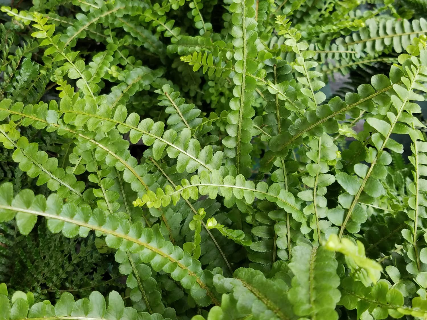 Lemon Button Fern Little Red Nursery Llc