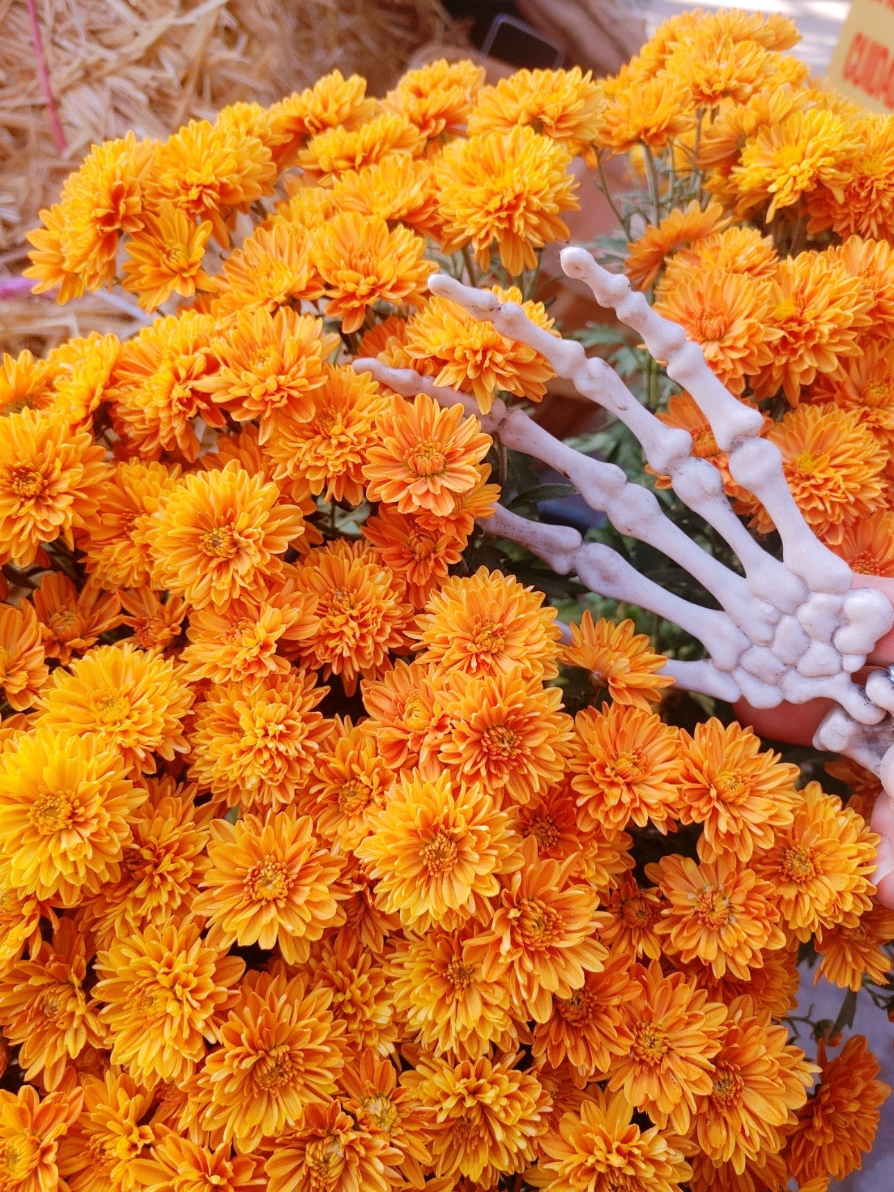 Shop MUMS at Little Red Nursery, LLC | Little Red Nursery, LLC