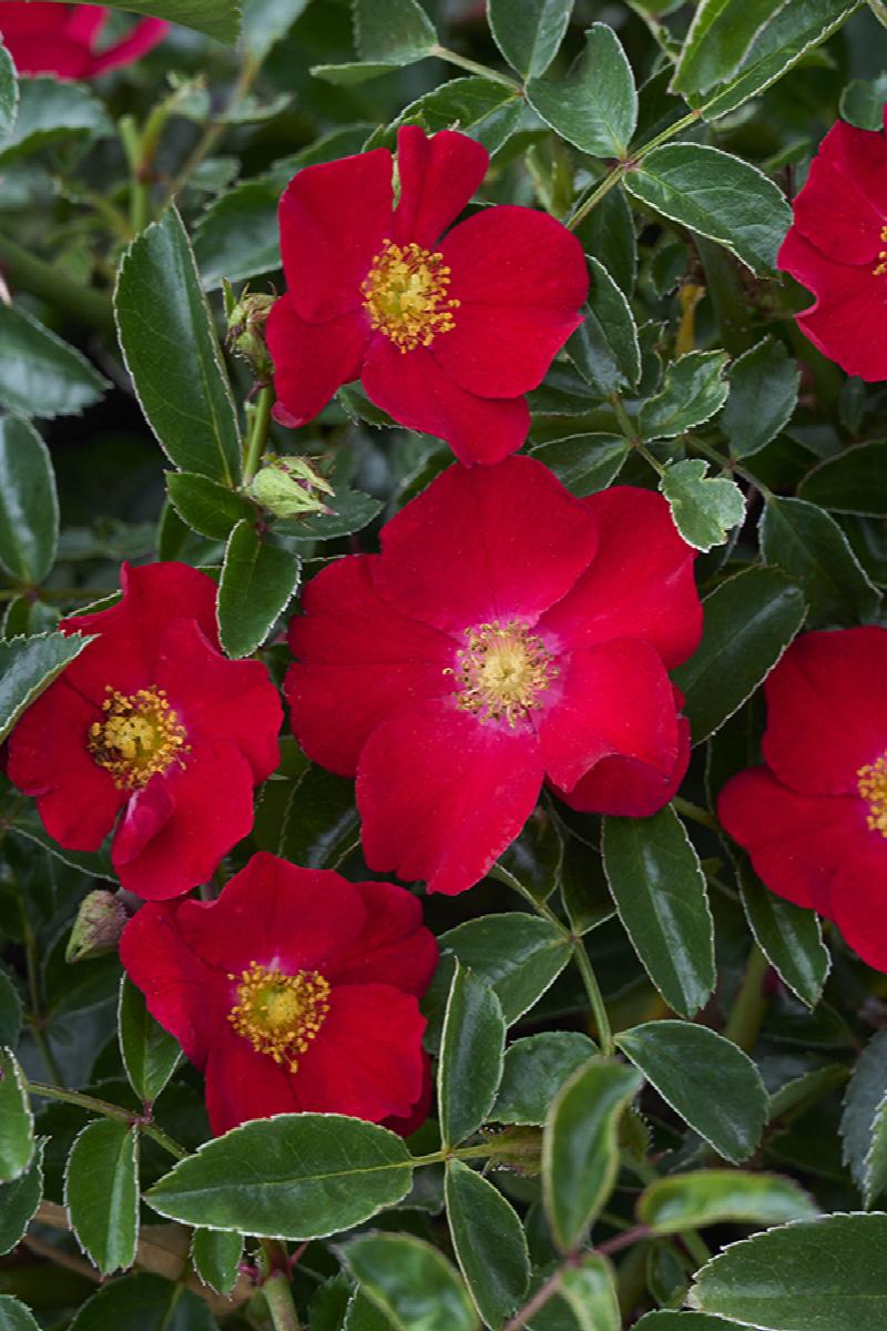 Flower Carpet® Rose | Little Red Nursery, LLC