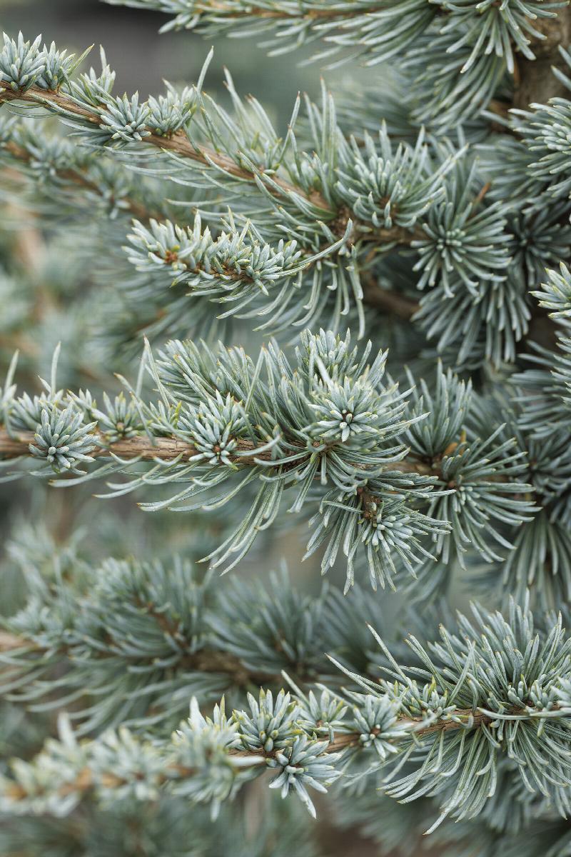 BLUE ATLAS CEDAR | Little Red Nursery, LLC