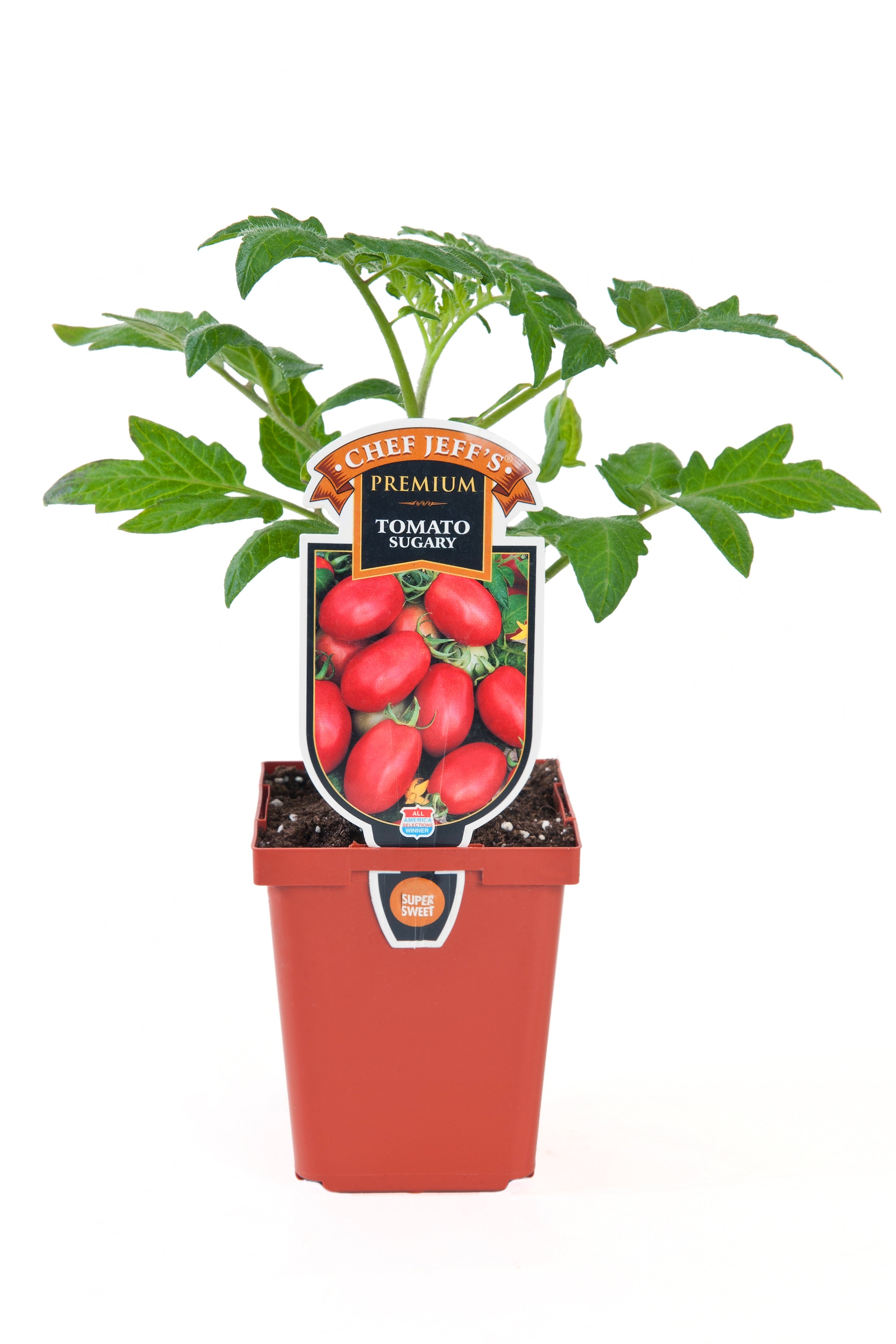 4" Chef Jeff's Tomato Sugar Rush – Little Red Nursery, LLC