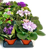 African Violet – Little Red Nursery, LLC