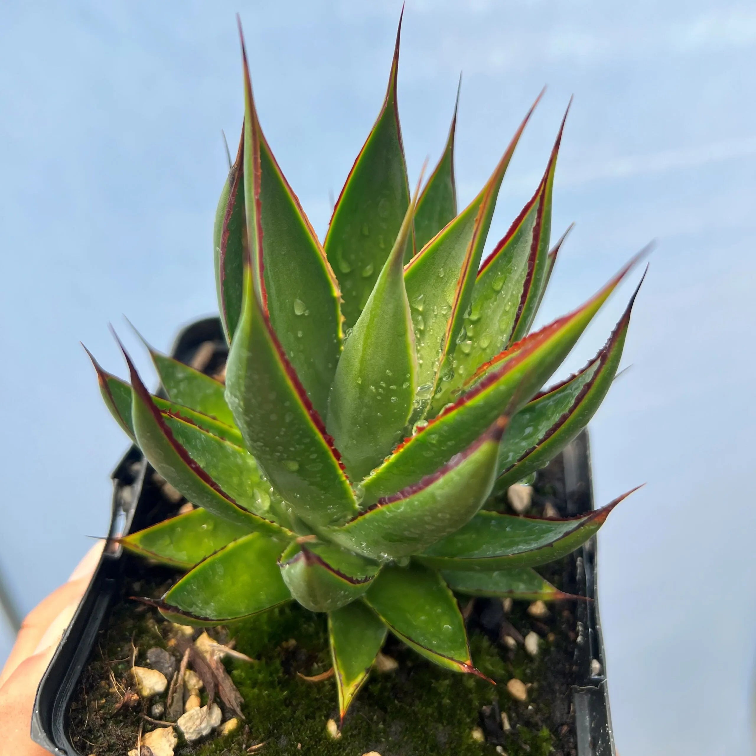 Agave Green Glow – Little Red Nursery, LLC