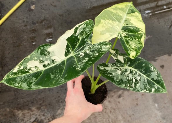 Alocasia Frydek | Little Red Nursery, LLC
