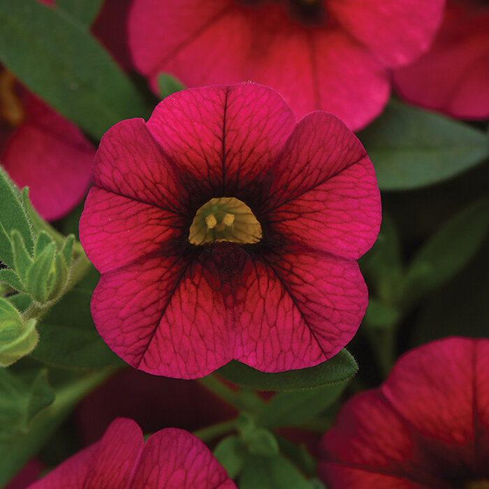 Bloomtastic Cherry Calibrachoa – Little Red Nursery, LLC