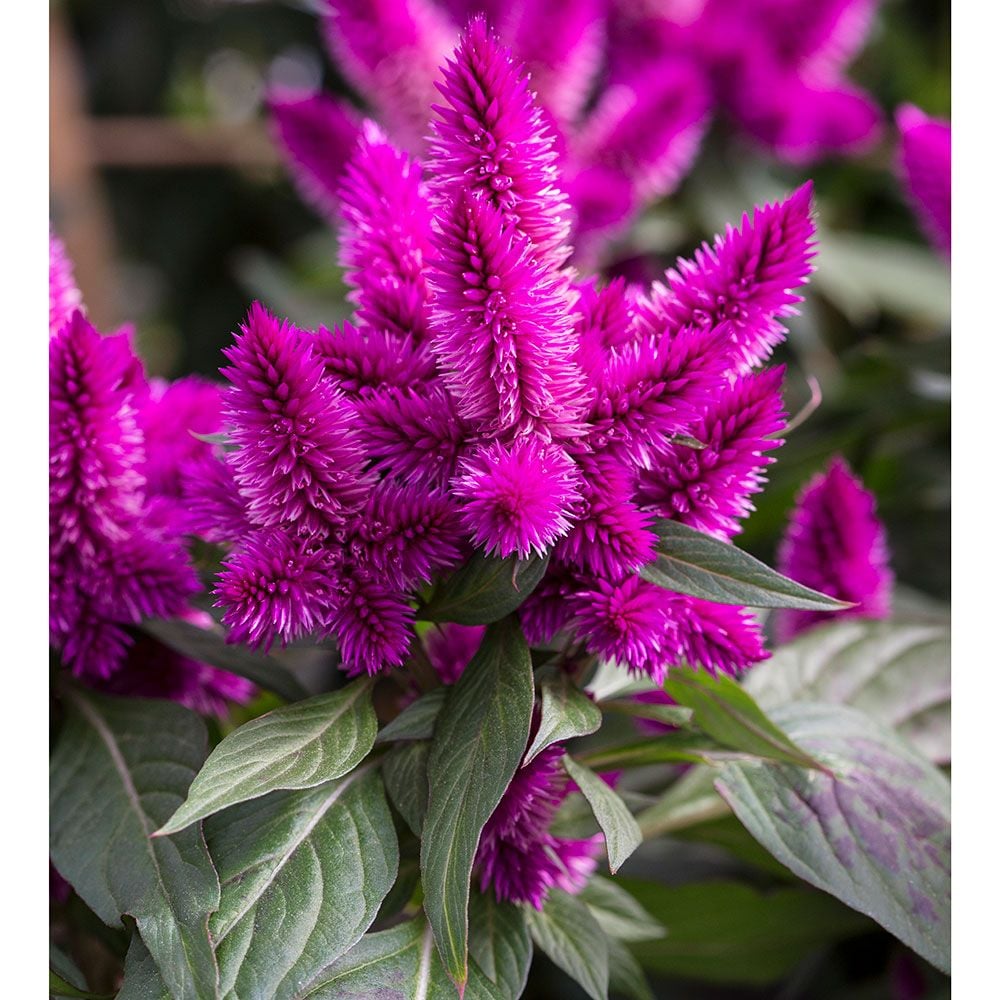 Celosia Intenz – Little Red Nursery, LLC