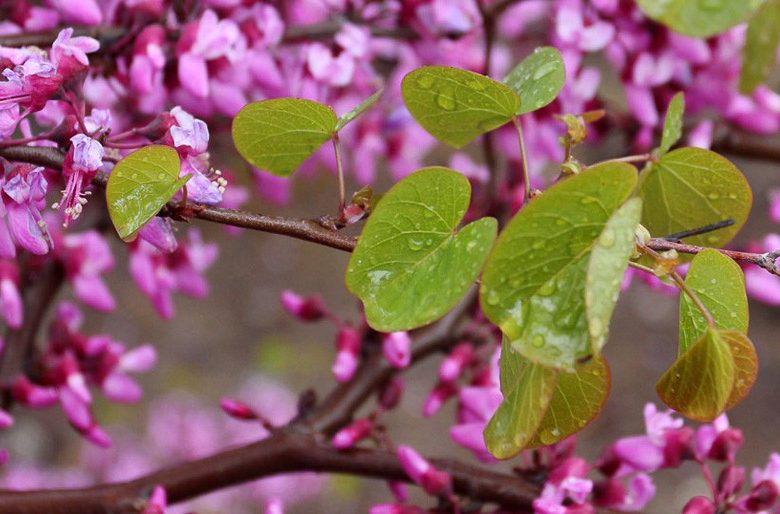 Cercis Occidentalis - Western Redbud | Little Red Nursery, LLC