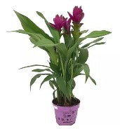 Curcuma Siam™ Splash | Little Red Nursery, LLC
