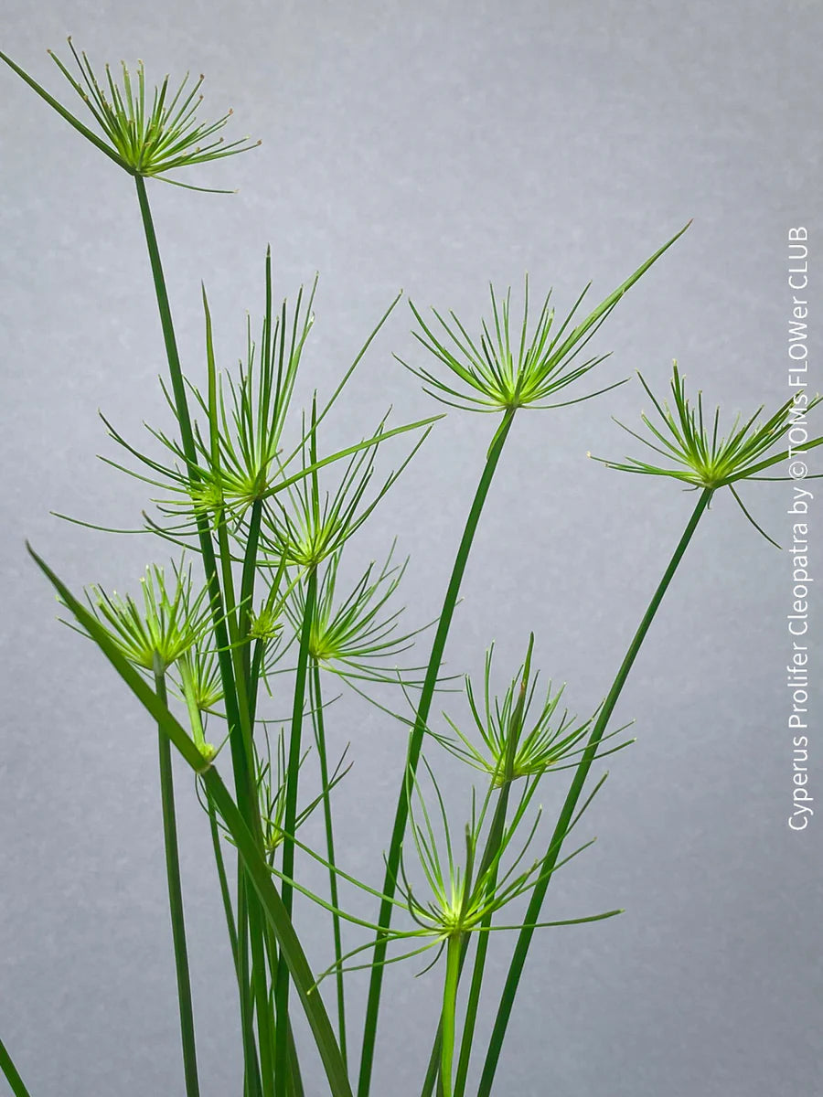 Cyperus Cleopatra | Little Red Nursery, LLC