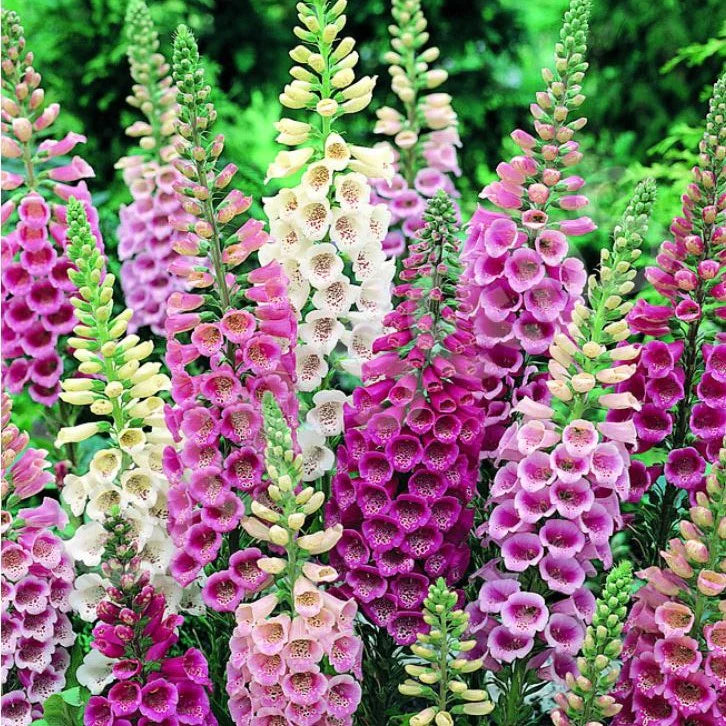 8" DIGITALIS LUCAS | Little Red Nursery, LLC