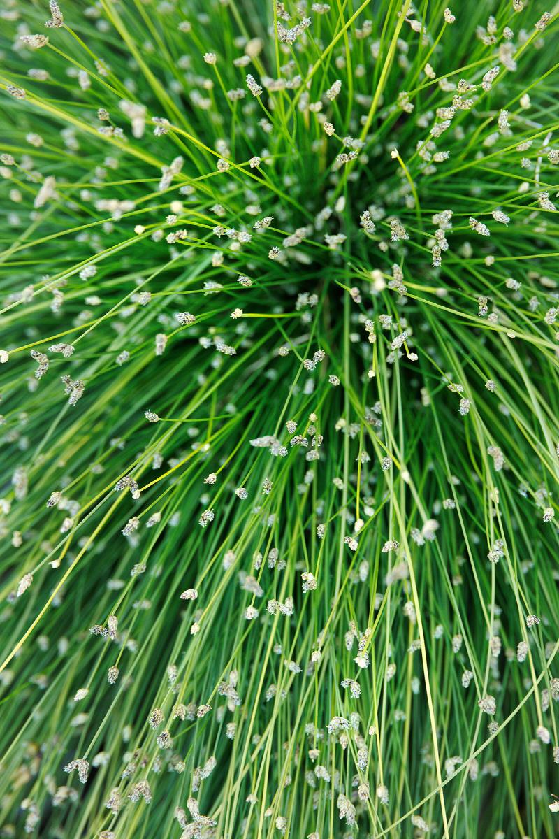 ColorGrass® Live Wire Fiber Optic Grass | Little Red Nursery, LLC