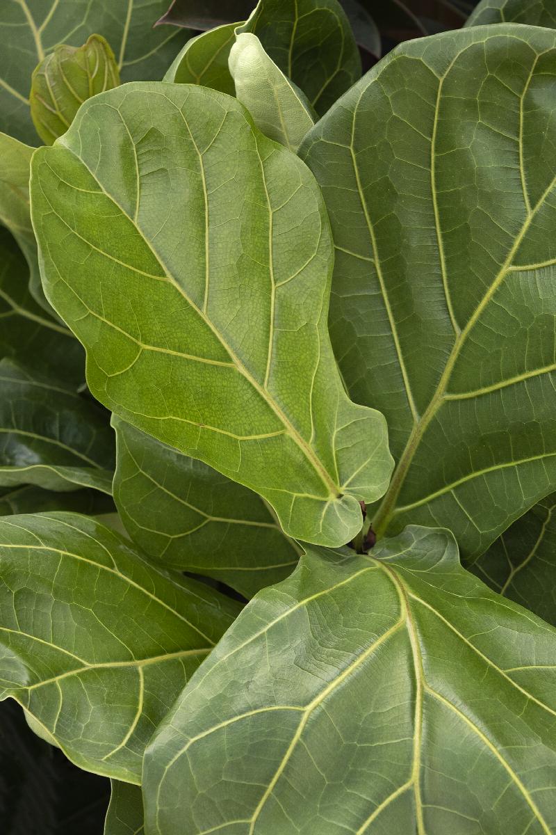 Fiddle Leaf Fig 'Ficus Lyrata' – Little Red Nursery, LLC
