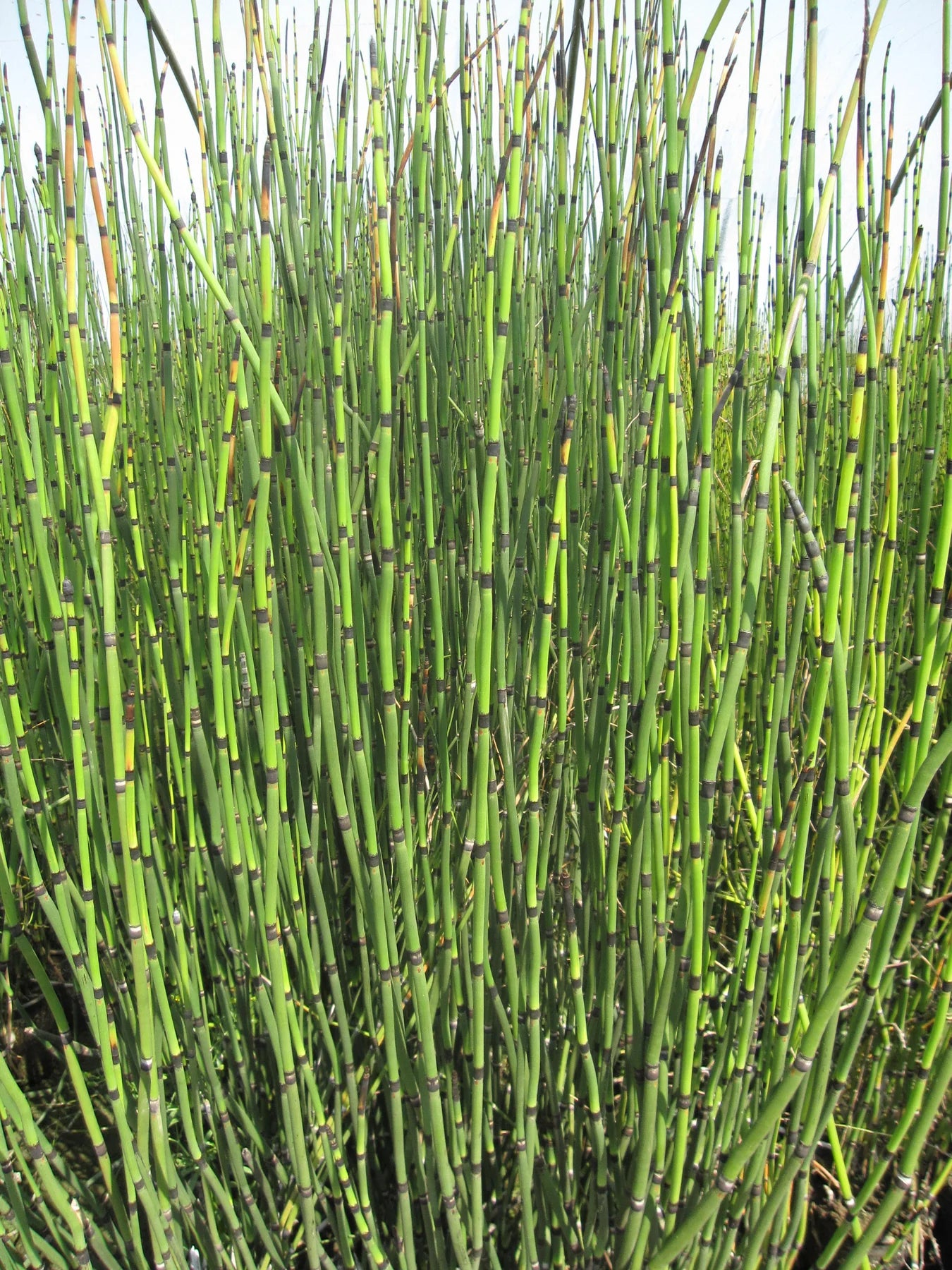 Giant Horsetail Reed – Little Red Nursery, LLC
