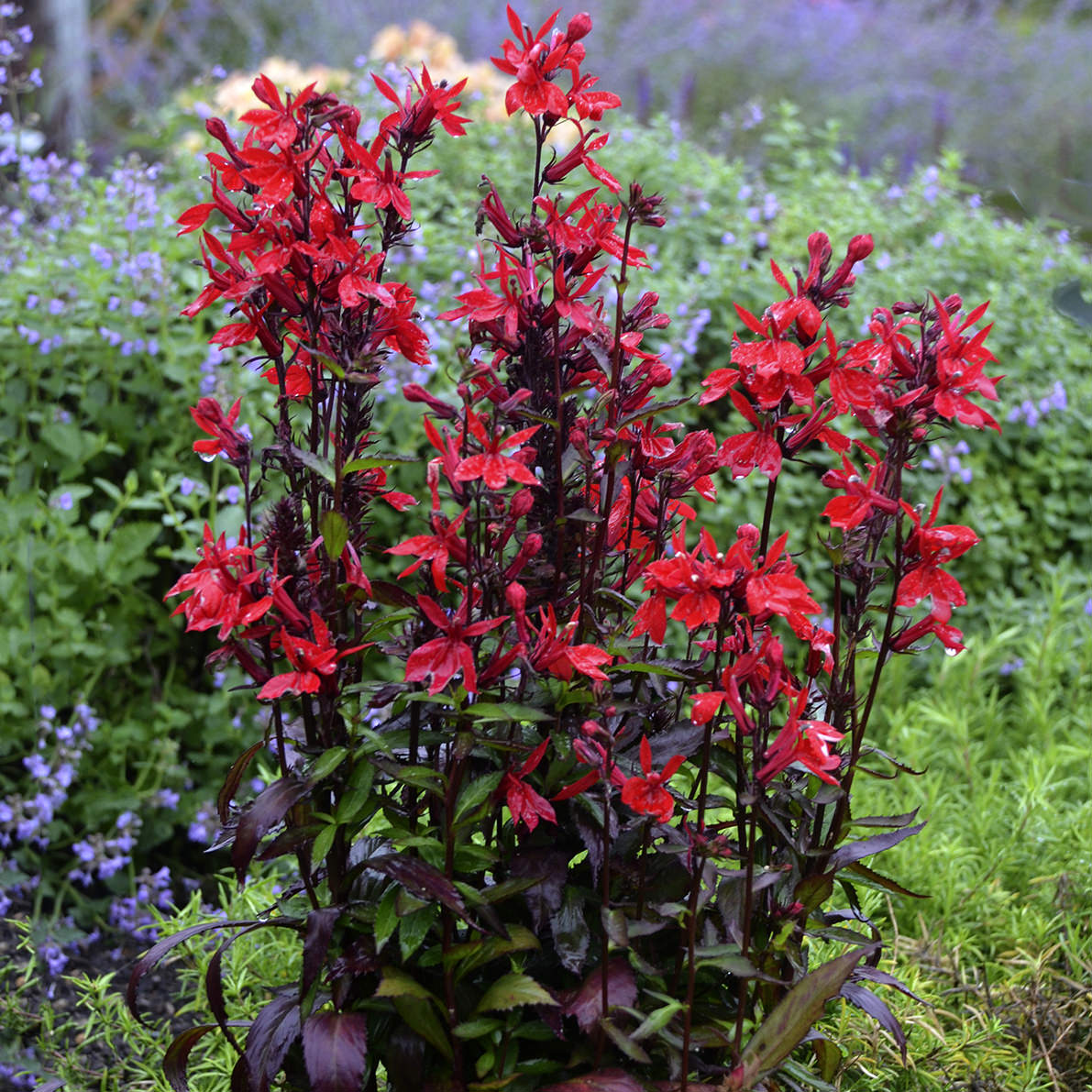 Lobelia Cardinalis CARDINAL FLOWER | Little Red Nursery, LLC