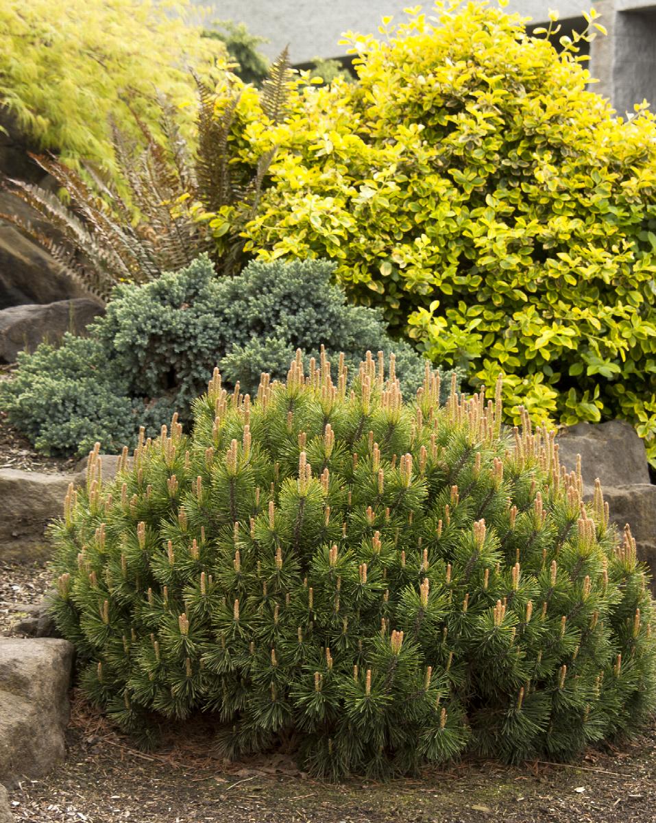 Dwarf Mugo Pine | Little Red Nursery, LLC