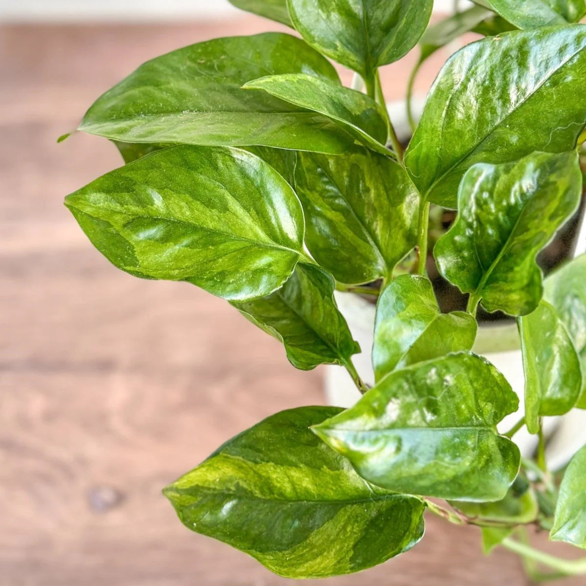 Pothos Green Queen | Little Red Nursery, LLC