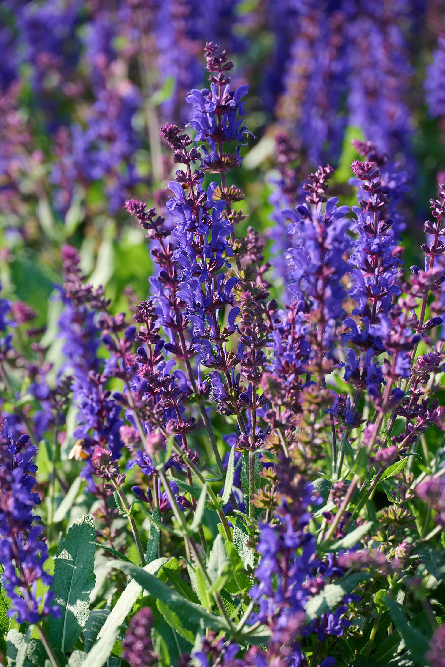 Salvia Dark Matter / Black & Blue – Little Red Nursery, LLC