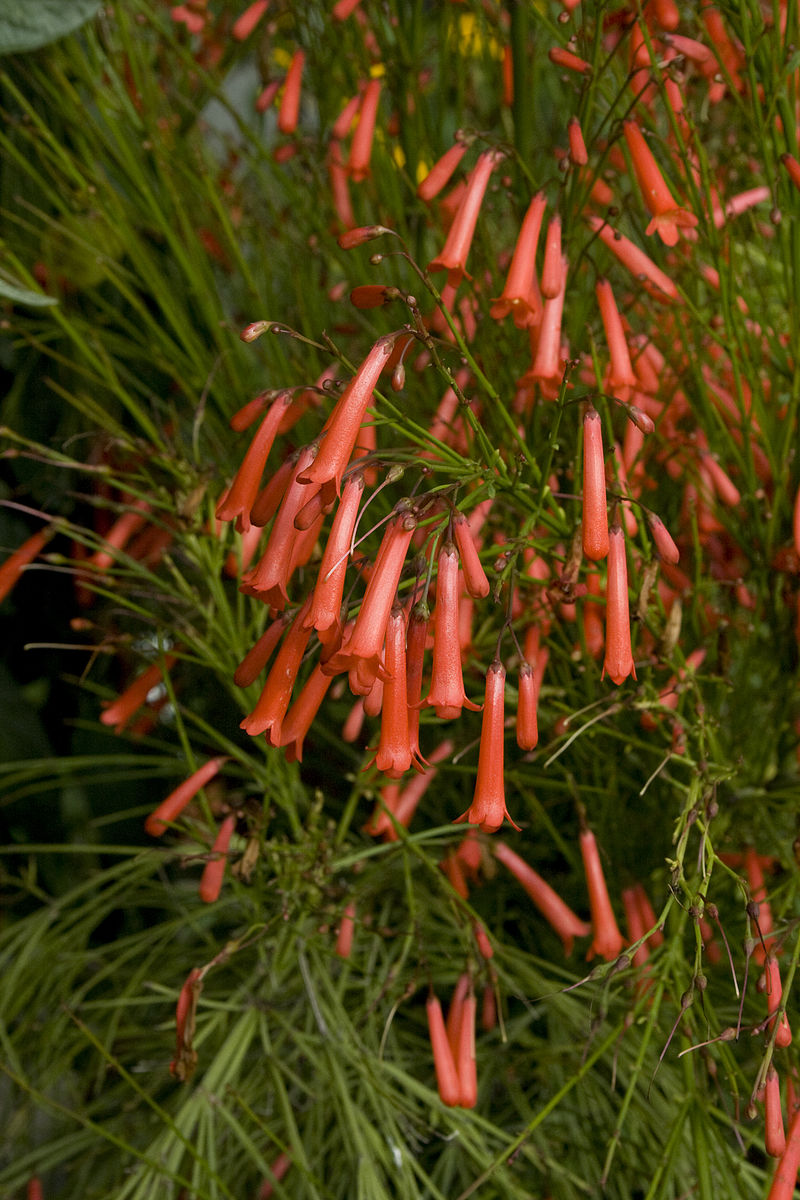 Scarlet Firecracker Fern | Little Red Nursery, LLC