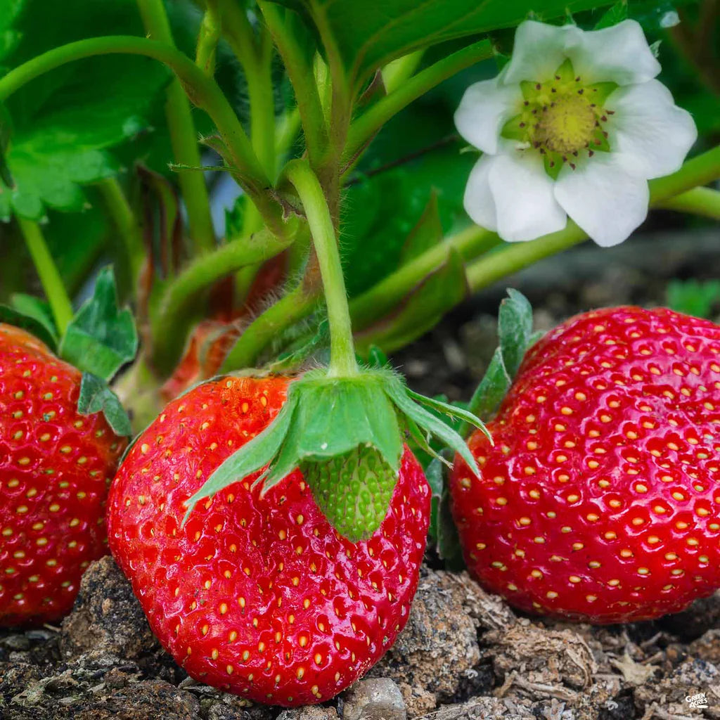 Strawberry Mix – Little Red Nursery, LLC