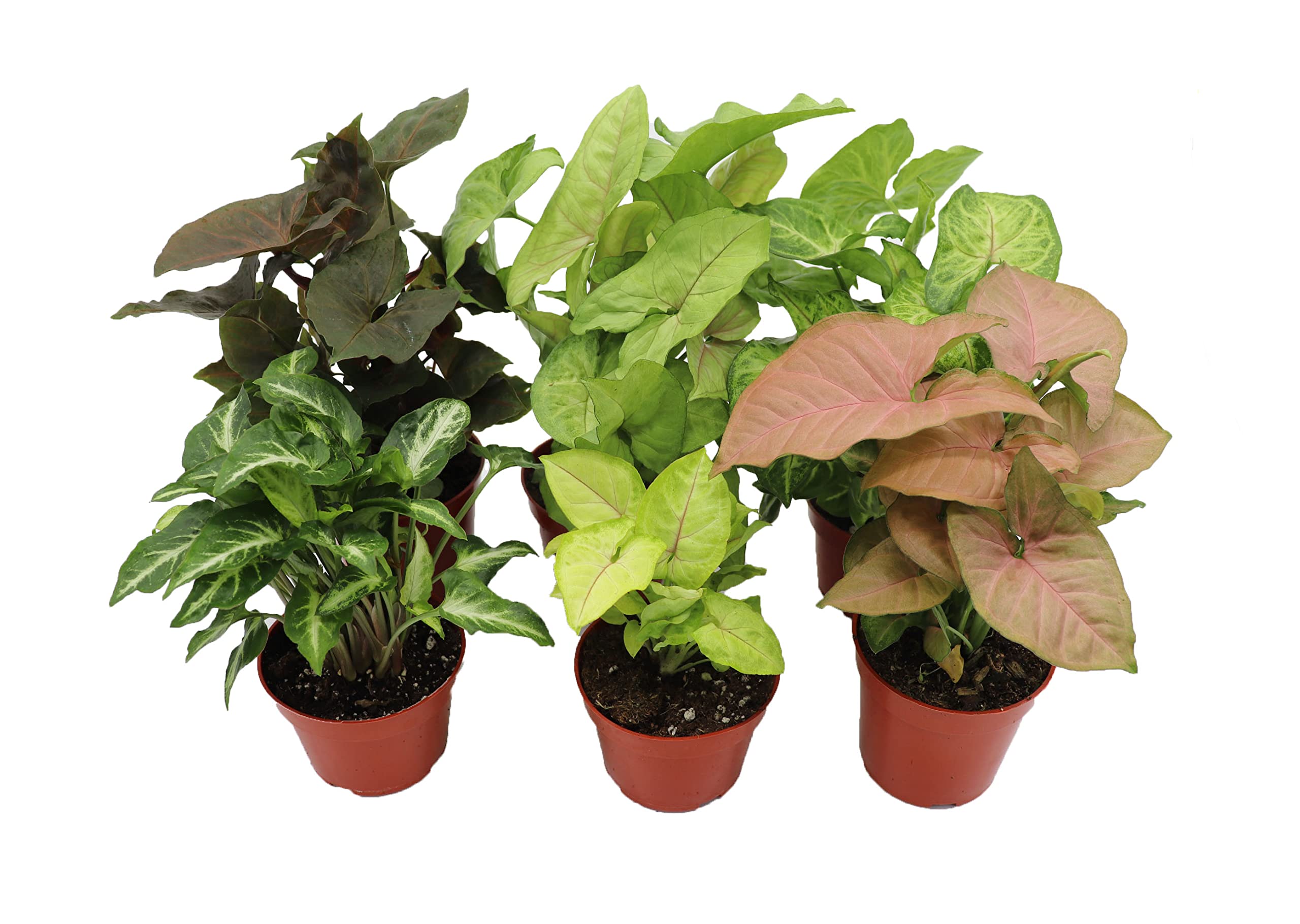 Syngonium Assortment – Little Red Nursery, LLC