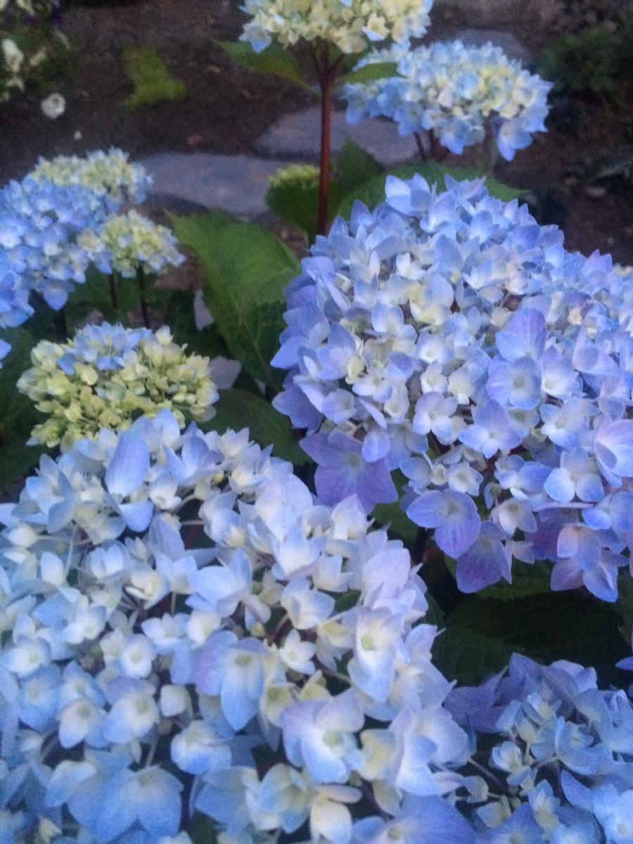 Blue Enchantress® Hydrangea | Little Red Nursery, LLC