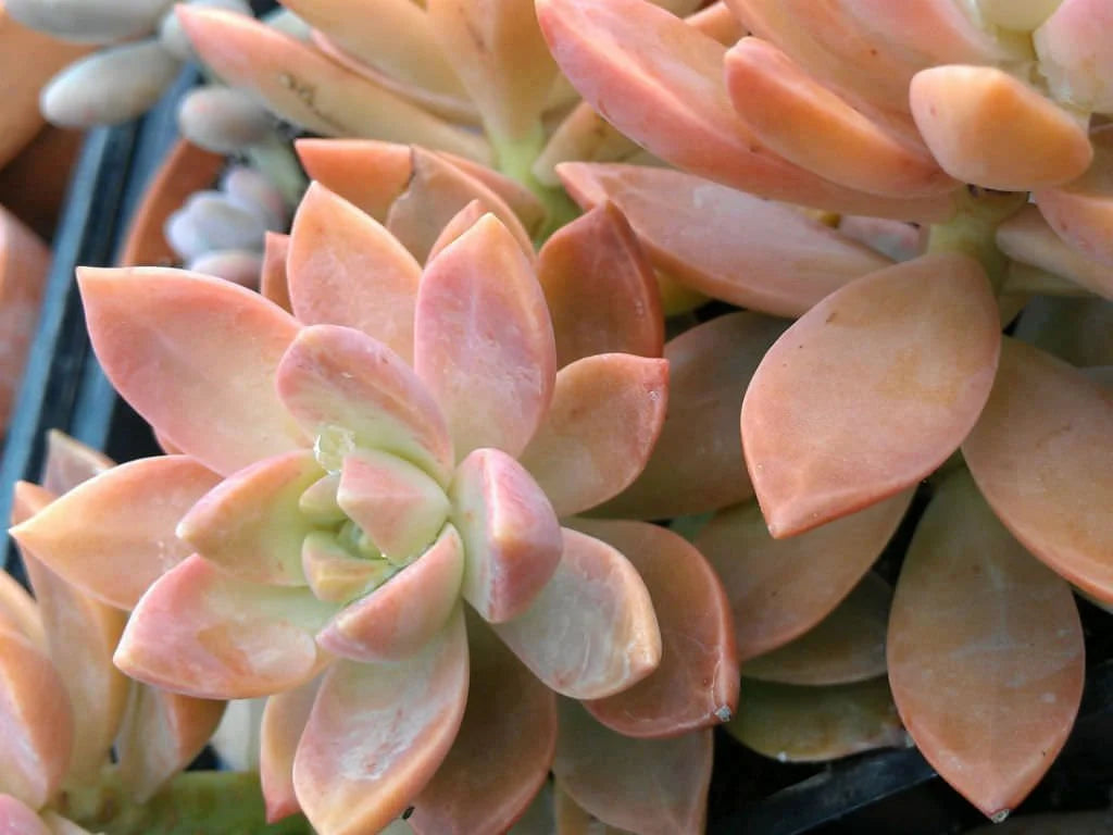Sedum California Sunset – Little Red Nursery, LLC