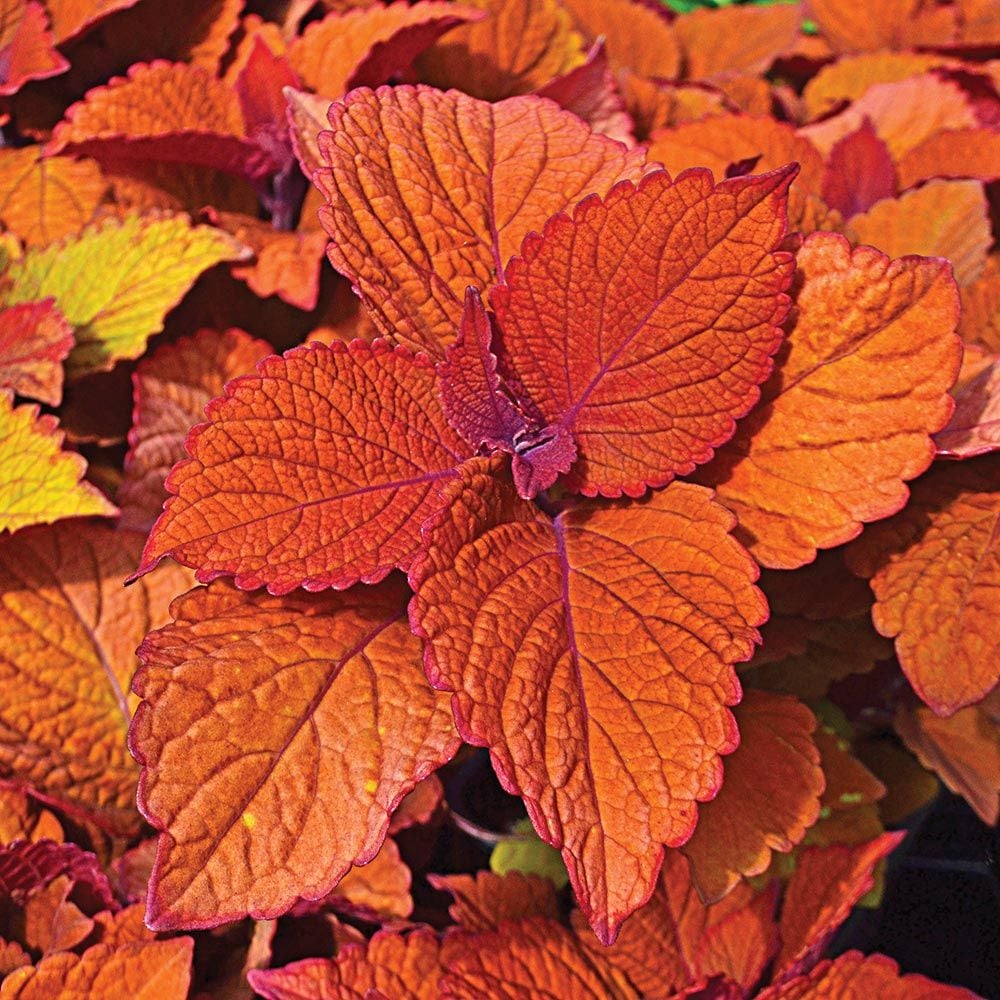 Coleus Shade Varieties | Little Red Nursery, LLC