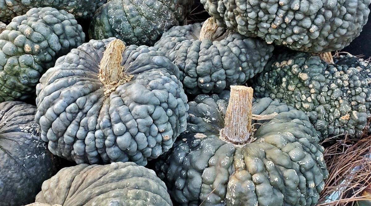 CHOGA PUMPKIN ~ HIERLOOM – Little Red Nursery, LLC