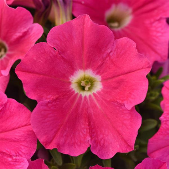 Petunia Sure Shot Hot Pink NEW 2025 – Little Red Nursery, LLC
