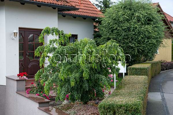 Robinia Twisty Baby Honeylocust | Little Red Nursery, LLC