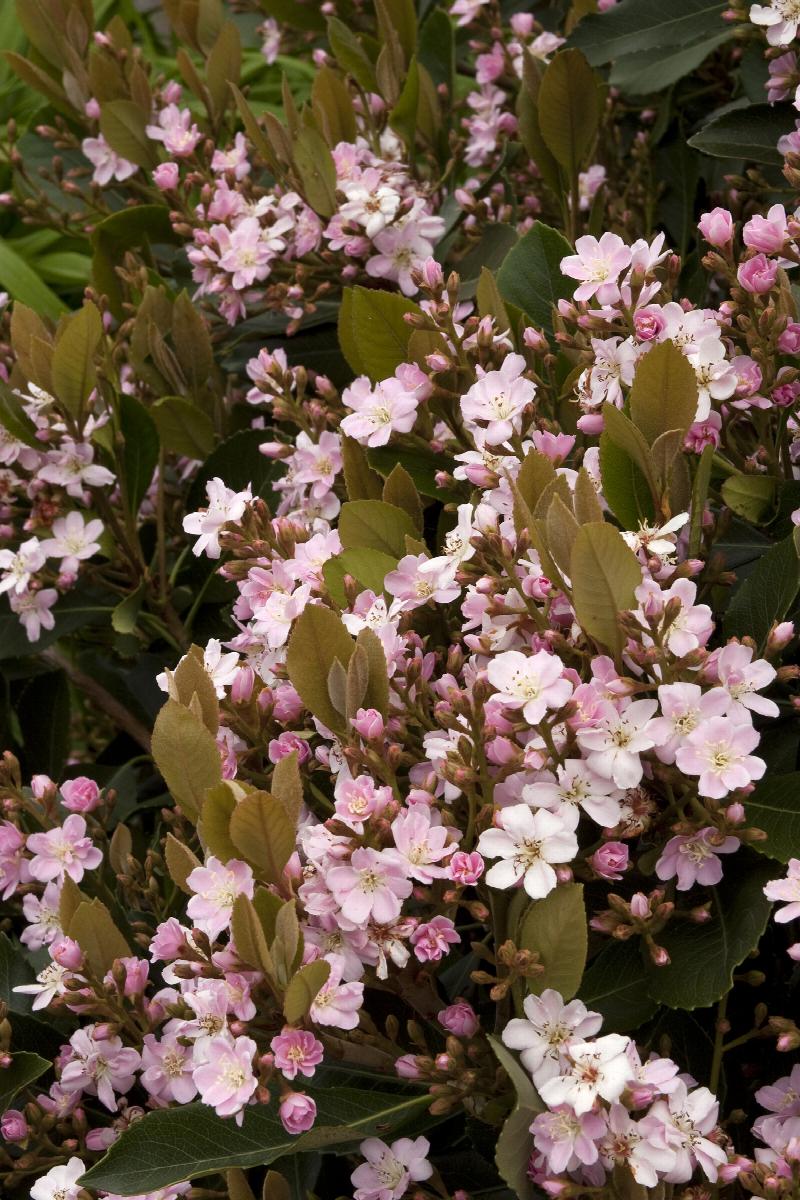 Majestic Beauty® Indian Hawthorn | Little Red Nursery, LLC