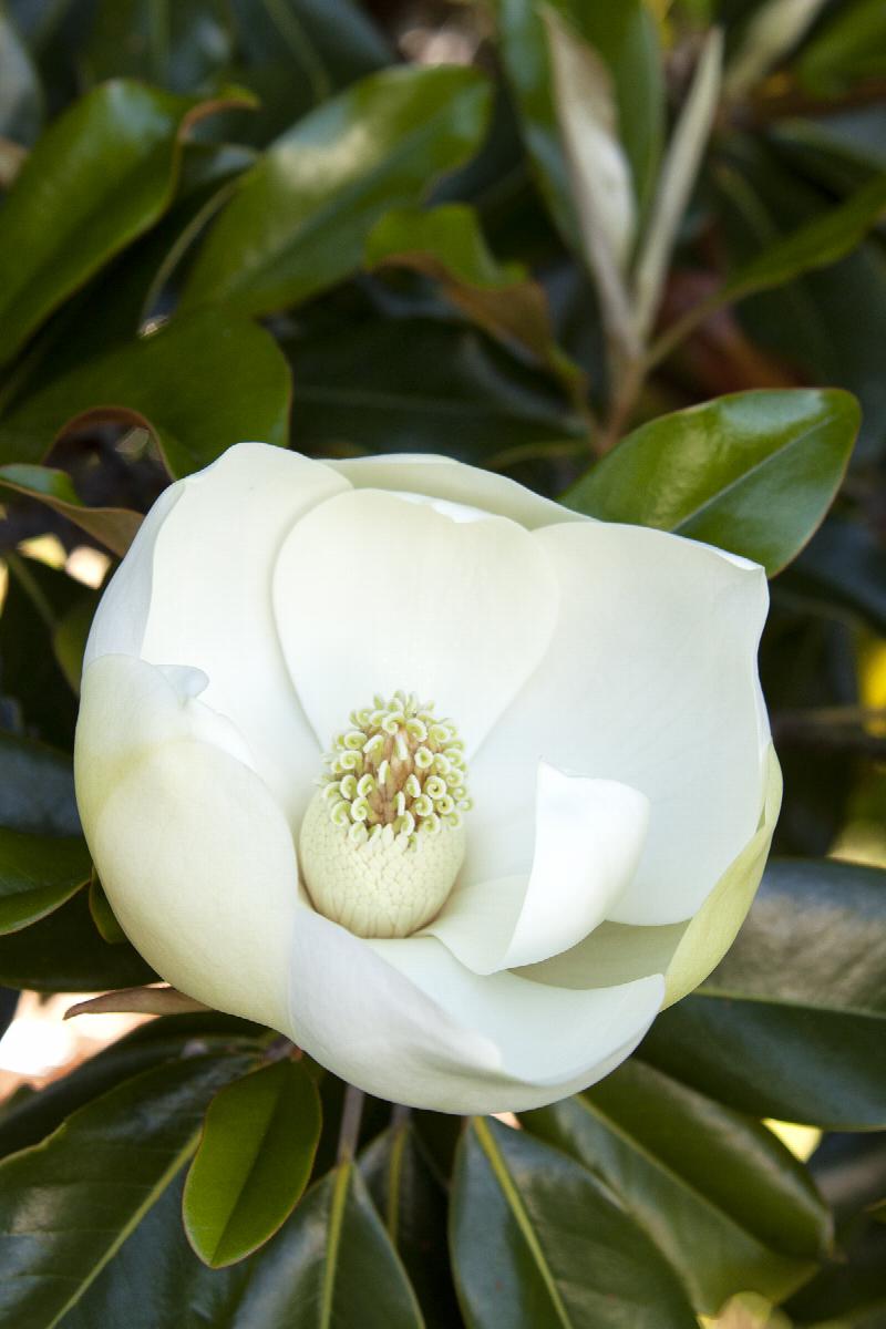 Little Gem Dwarf Southern Magnolia | Little Red Nursery, LLC