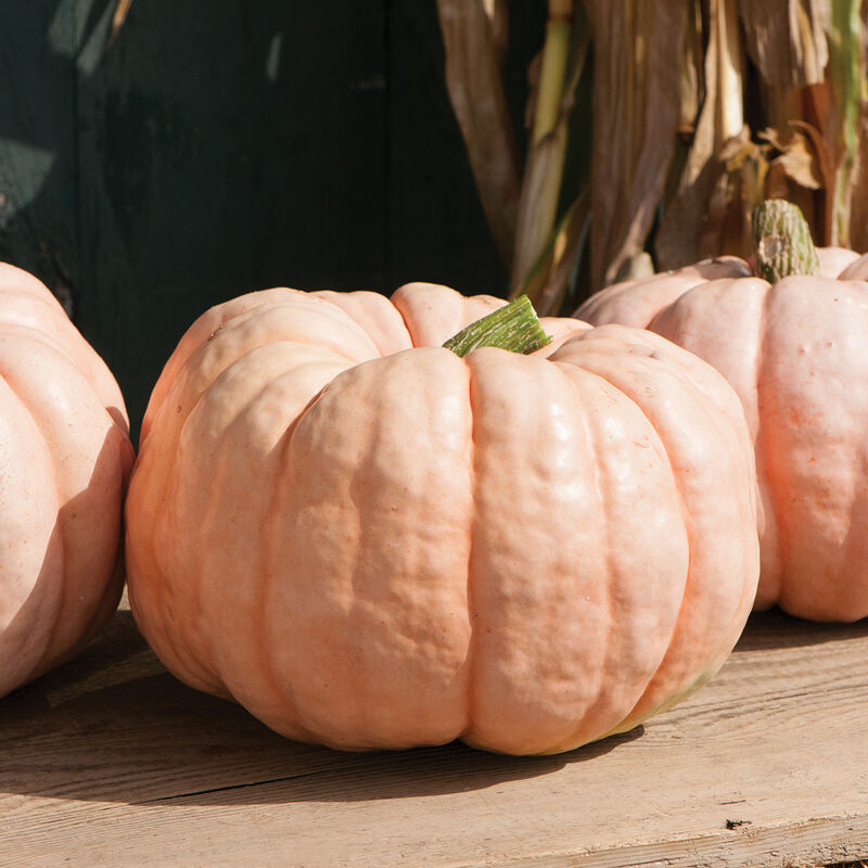 PORCELAIN DOLL PUMPKIN ~ HEIRLOOM | Little Red Nursery, LLC