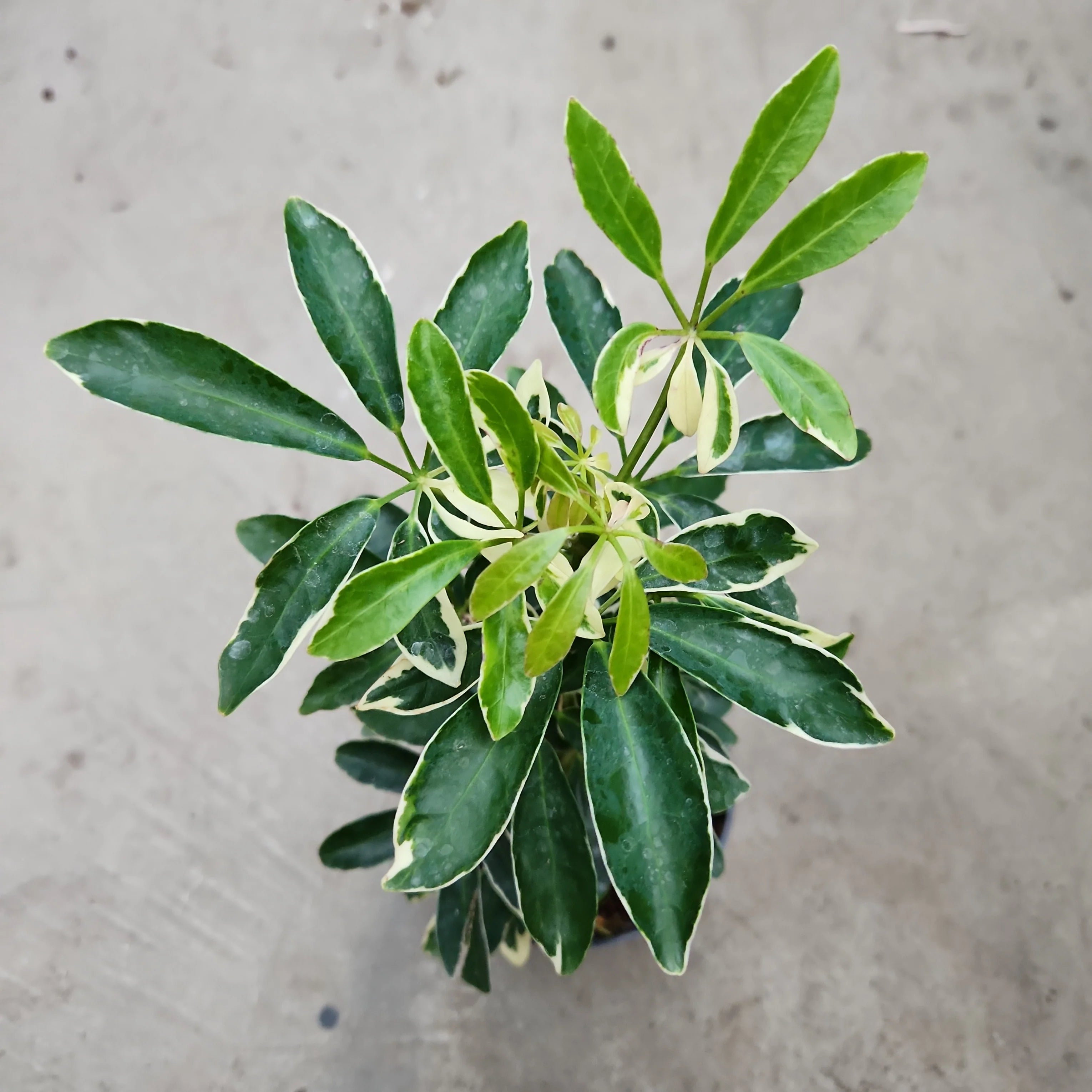 Schefflera Moon Drop / Mini – Little Red Nursery, LLC
