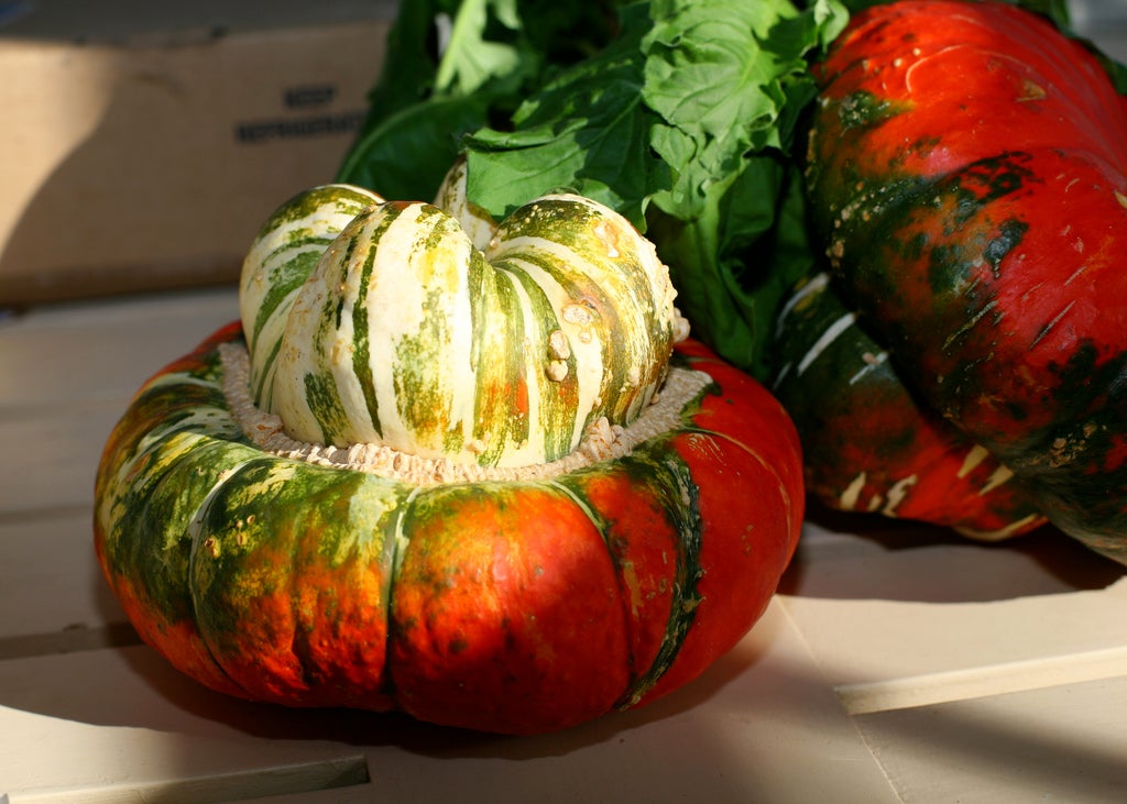 TURKS TURBINE PUMPKIN | Little Red Nursery, LLC