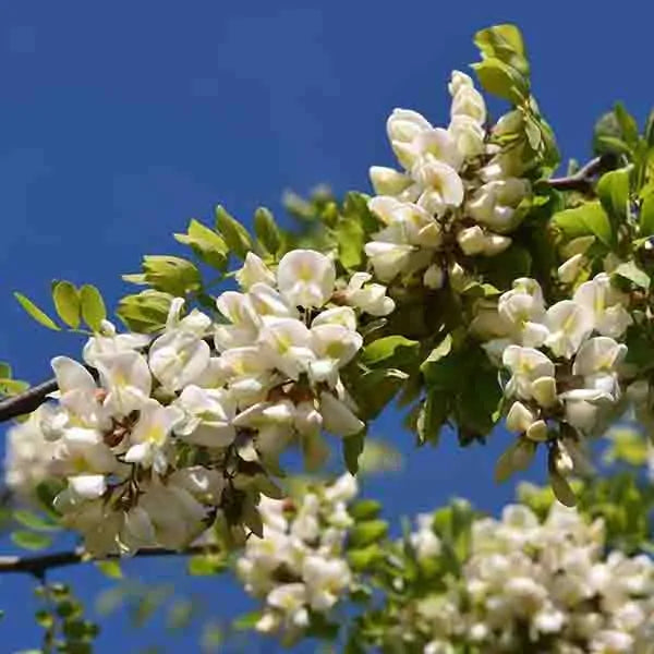 Robinia Twisty Baby Honeylocust | Little Red Nursery, LLC